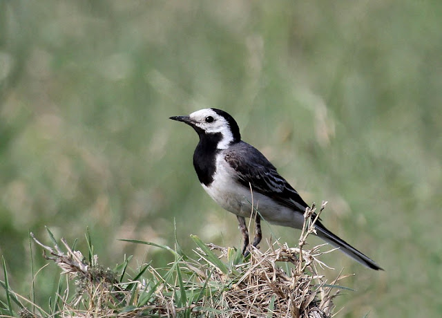 Richard Smith - Birdwatching Days Out: ROMANIA, Sinoe, Constanta, Part ...