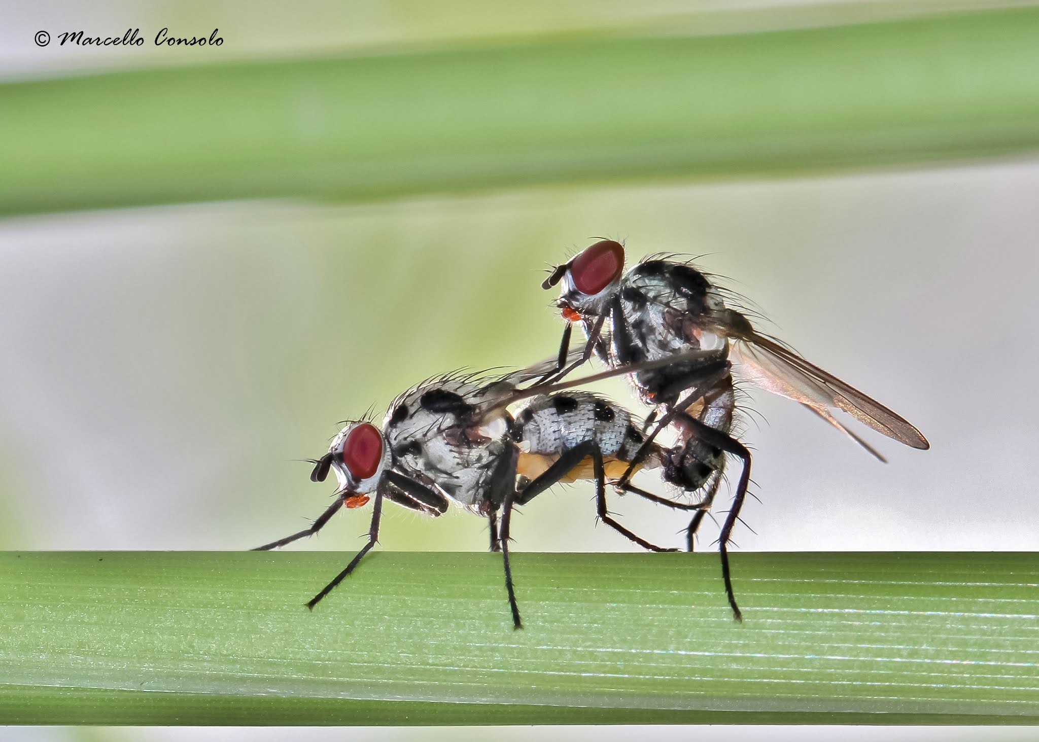 Variety of Life: Anthomyia