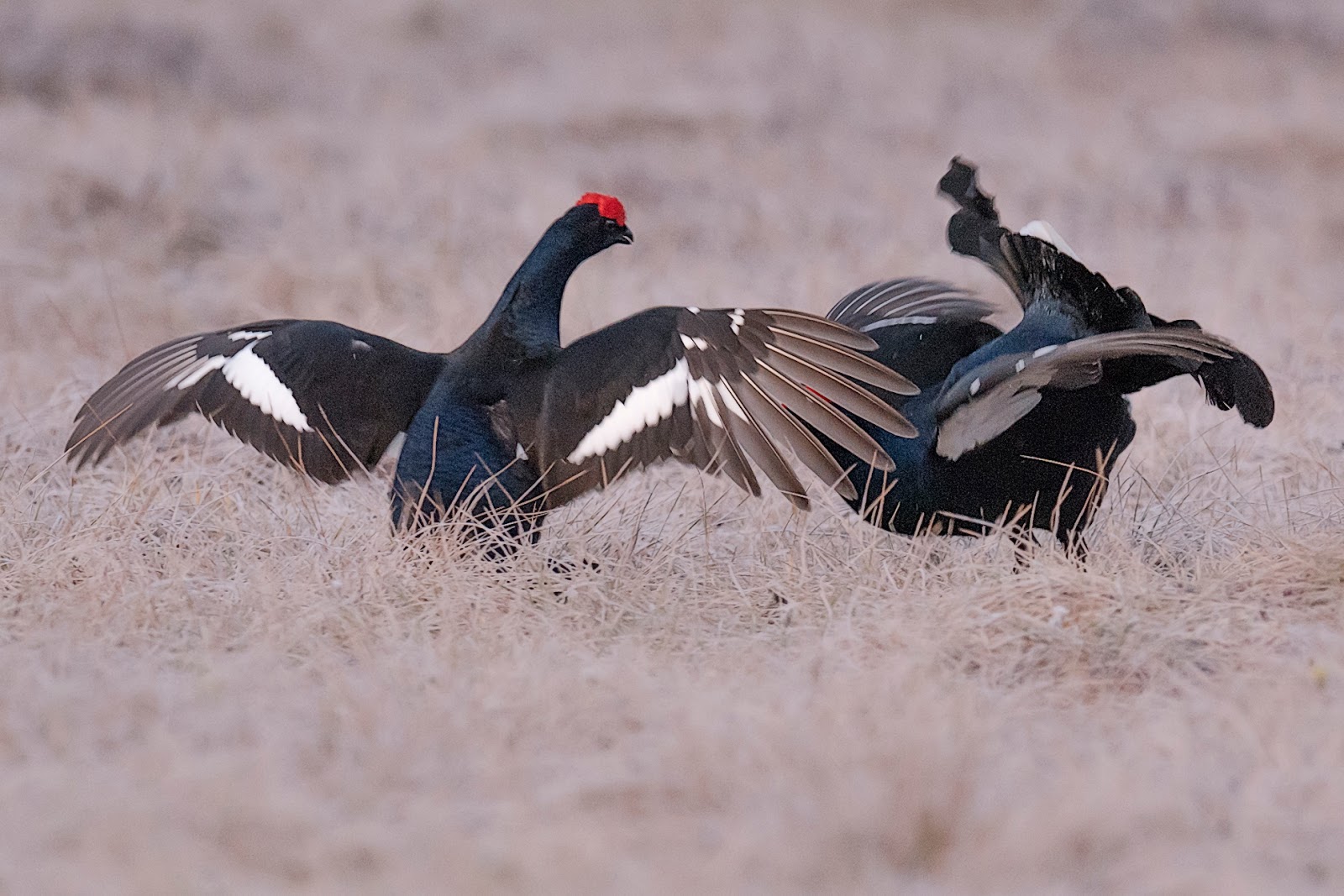 Angus-Zweden: Korhoen ; Orre