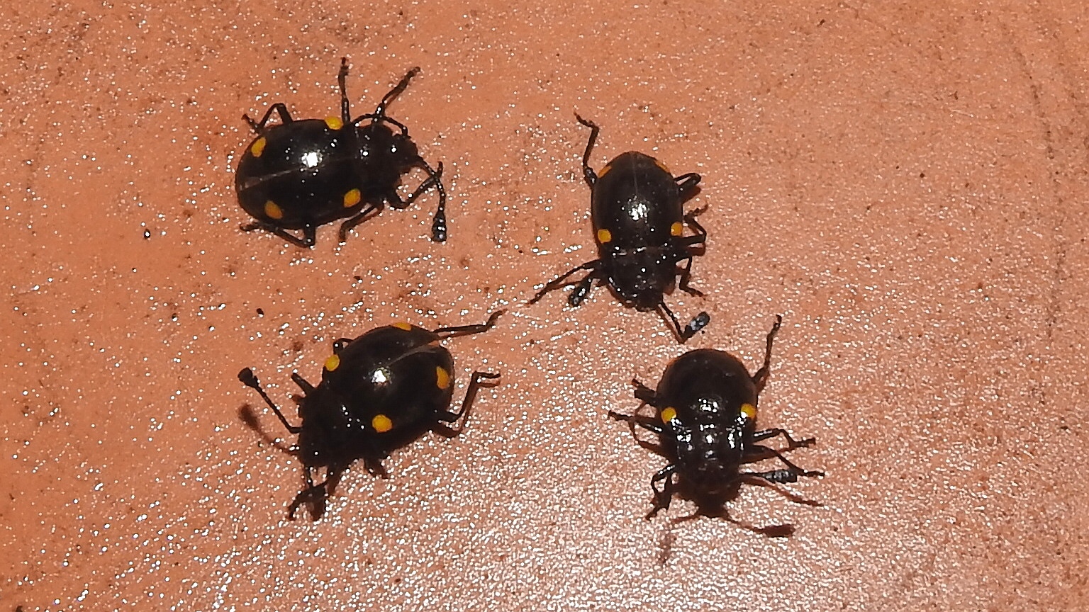 台灣-鳥類與昆蟲-自然觀察記錄: 肩斑辛偽瓢蟲 Sinocymbachus humerosus