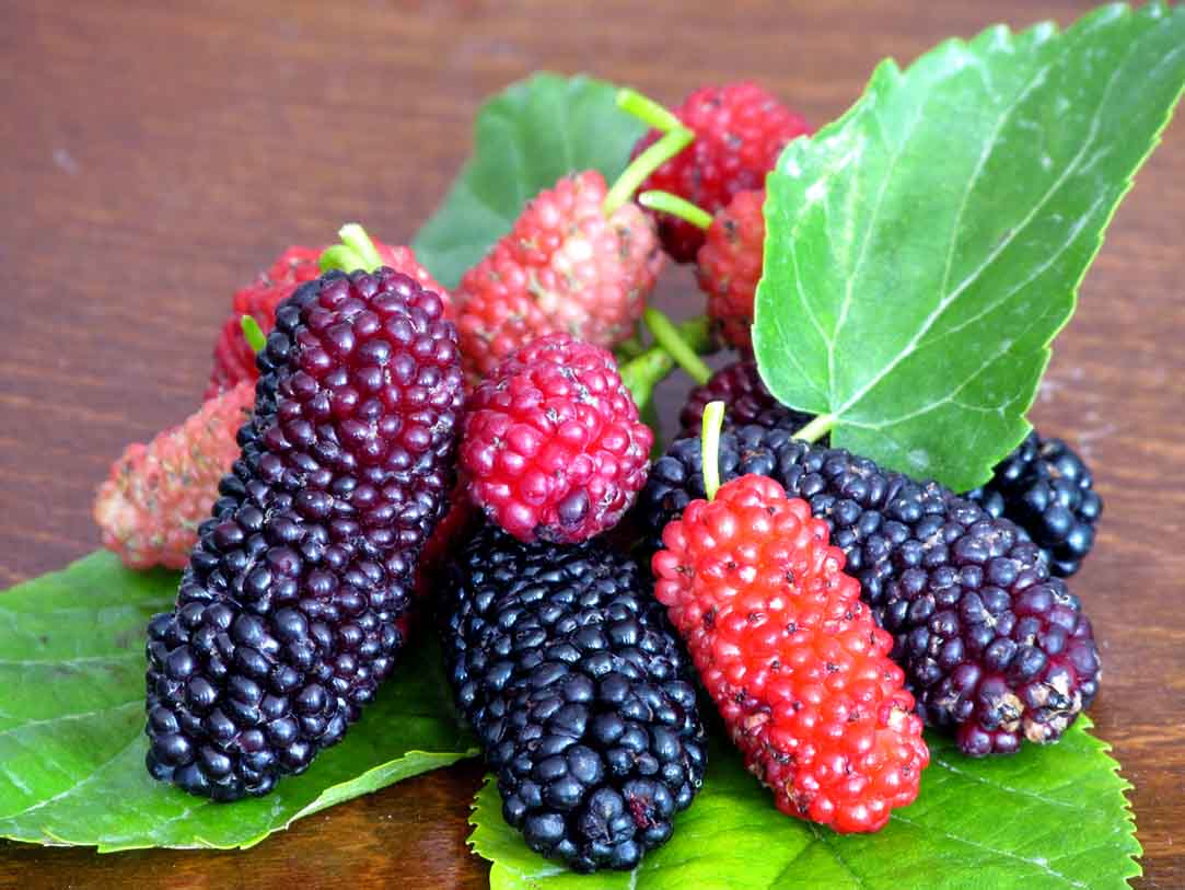 Pezeshke Bartar پزشک برتر: health benefits of mulberries