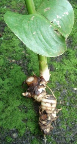 Rimpang (Rhizoma) Umbi (Tuber) dan Umbi Lapis (Bulbus) ~ MUNAWI INSIDE