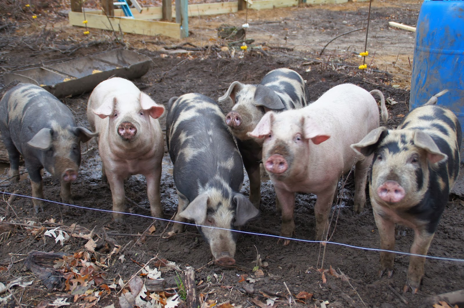 Jurek chicken adventure :): pigs