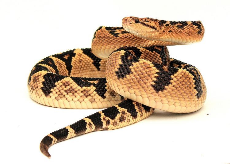 Lachesis mutus (homeopathie)