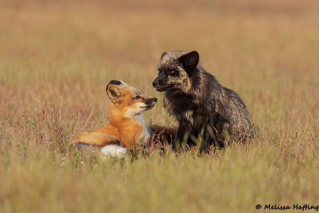 A magical day spent with some Red Foxes and their kits