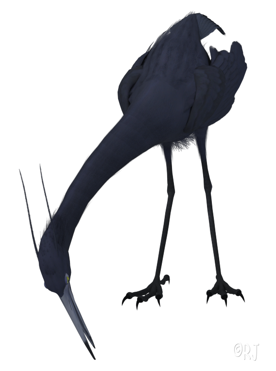 RJs Bits Bobs Props & Pieces: Shorebirds III