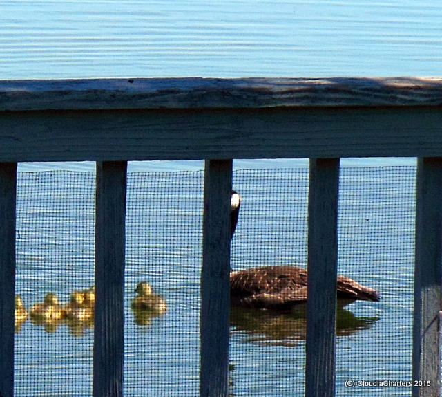 Comfort Spiral: Spring Birds on Wednesday
