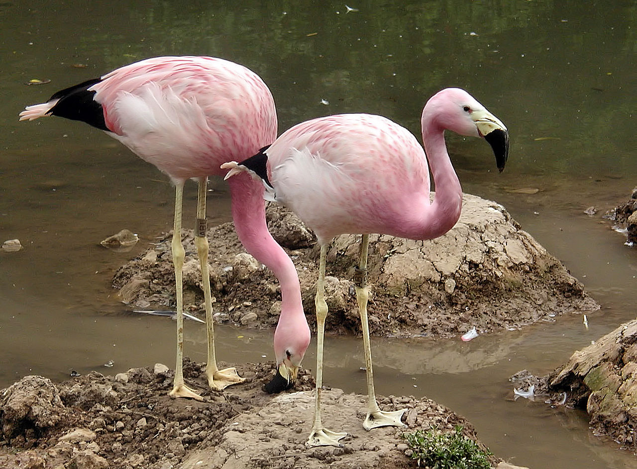 Perú, paraíso de las aves: El Flamenco andino o parihuana en la ...