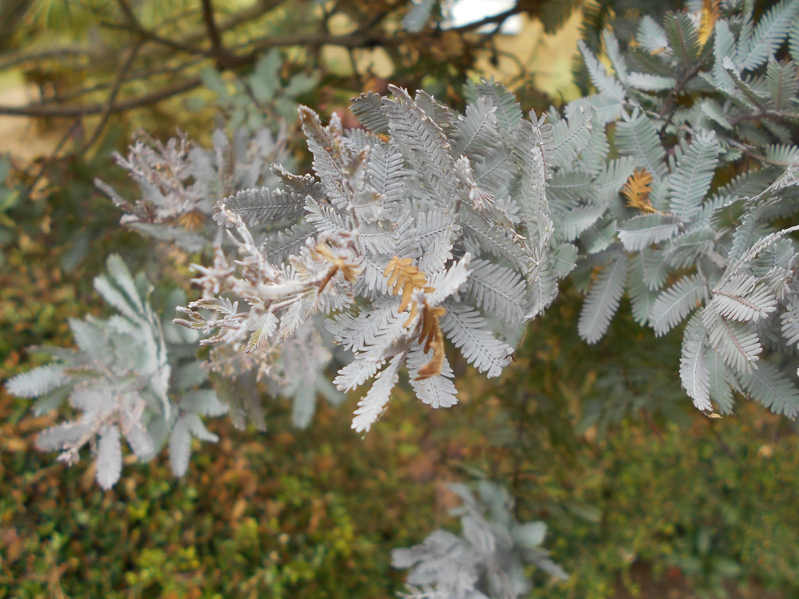 Tony's Blog: A Blue Acacia in Daventry?