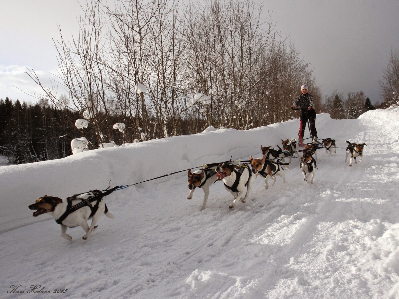 Kennel Hennagarden: Hundespann med gårdshunder