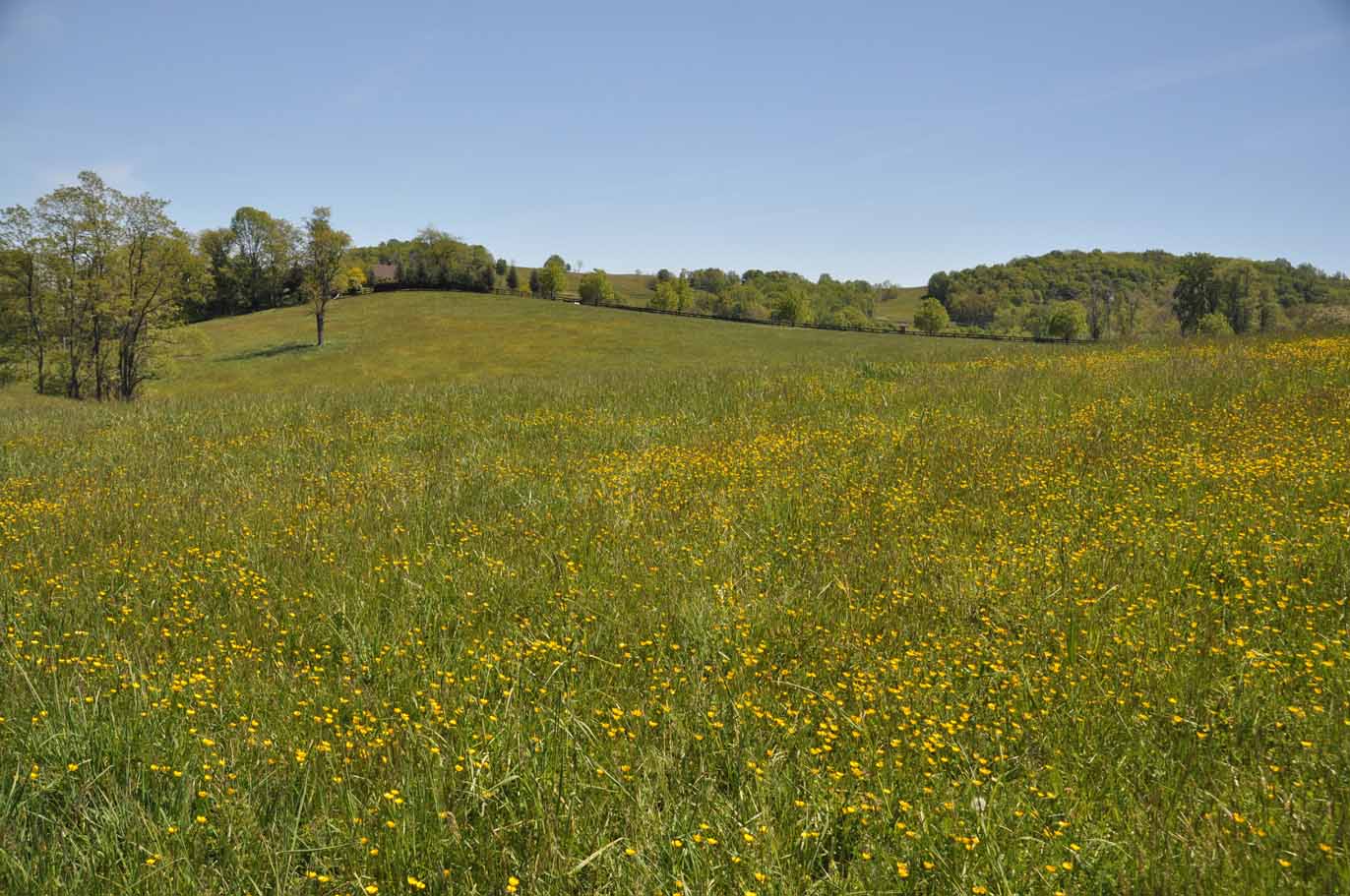 Spring Flowers at Thompson Wildlife Management Area