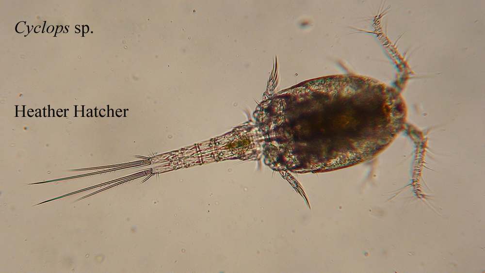 Heather's Botany 111 Blog