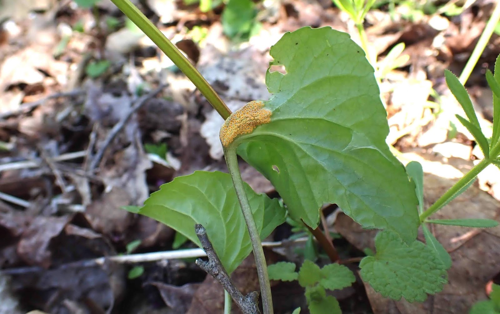 Springfield Plateau: Rust Fungus