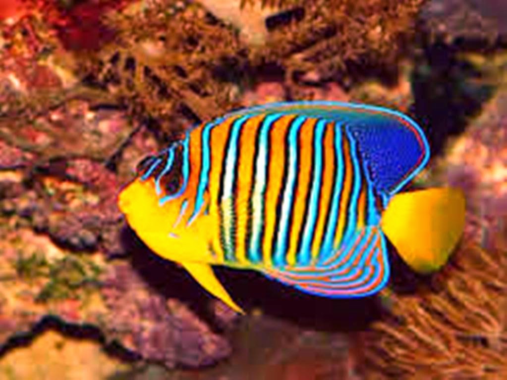 Angelfish - Ikan Angel