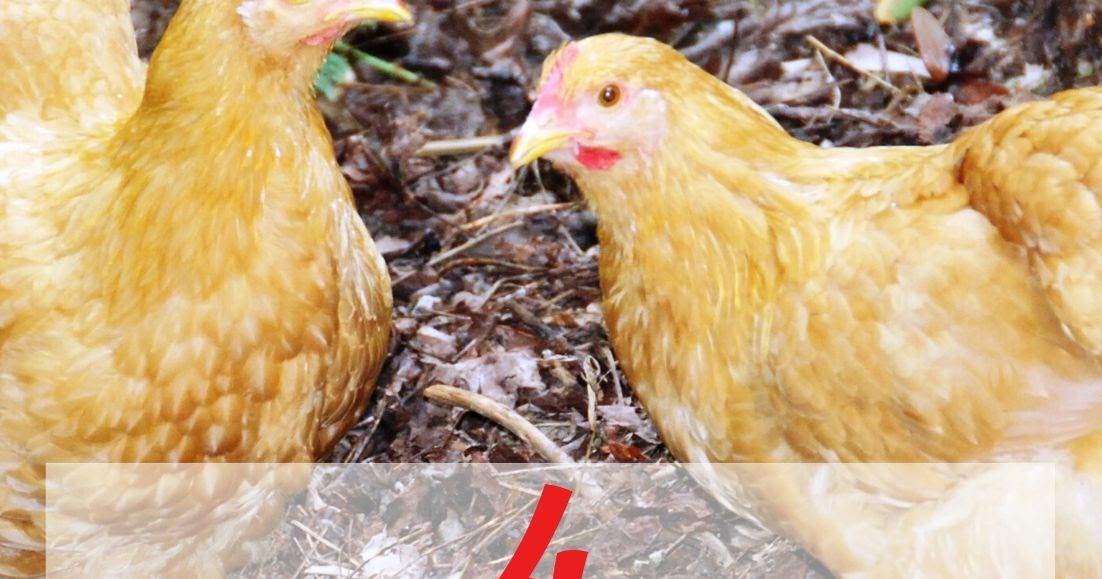 Chicken breeds for beginners - Murano Chicken Farm