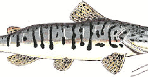 CACHARA - Laus Pesca