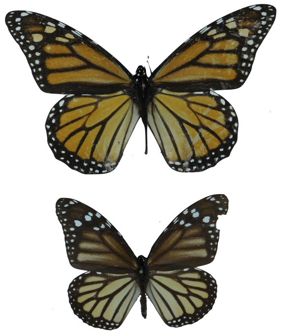 Rosa Rubicondior: Evolution News - Two More Examples of Evolution in ...