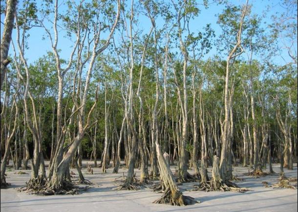 Sundarbans Delta India