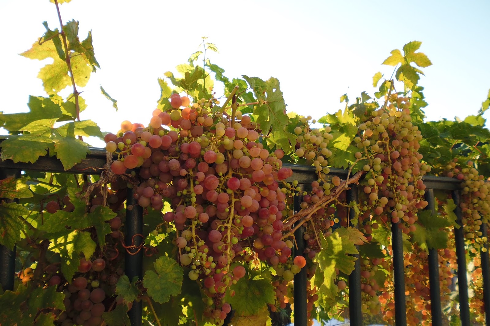 Les aventures de Zoé: Vigne grimpante