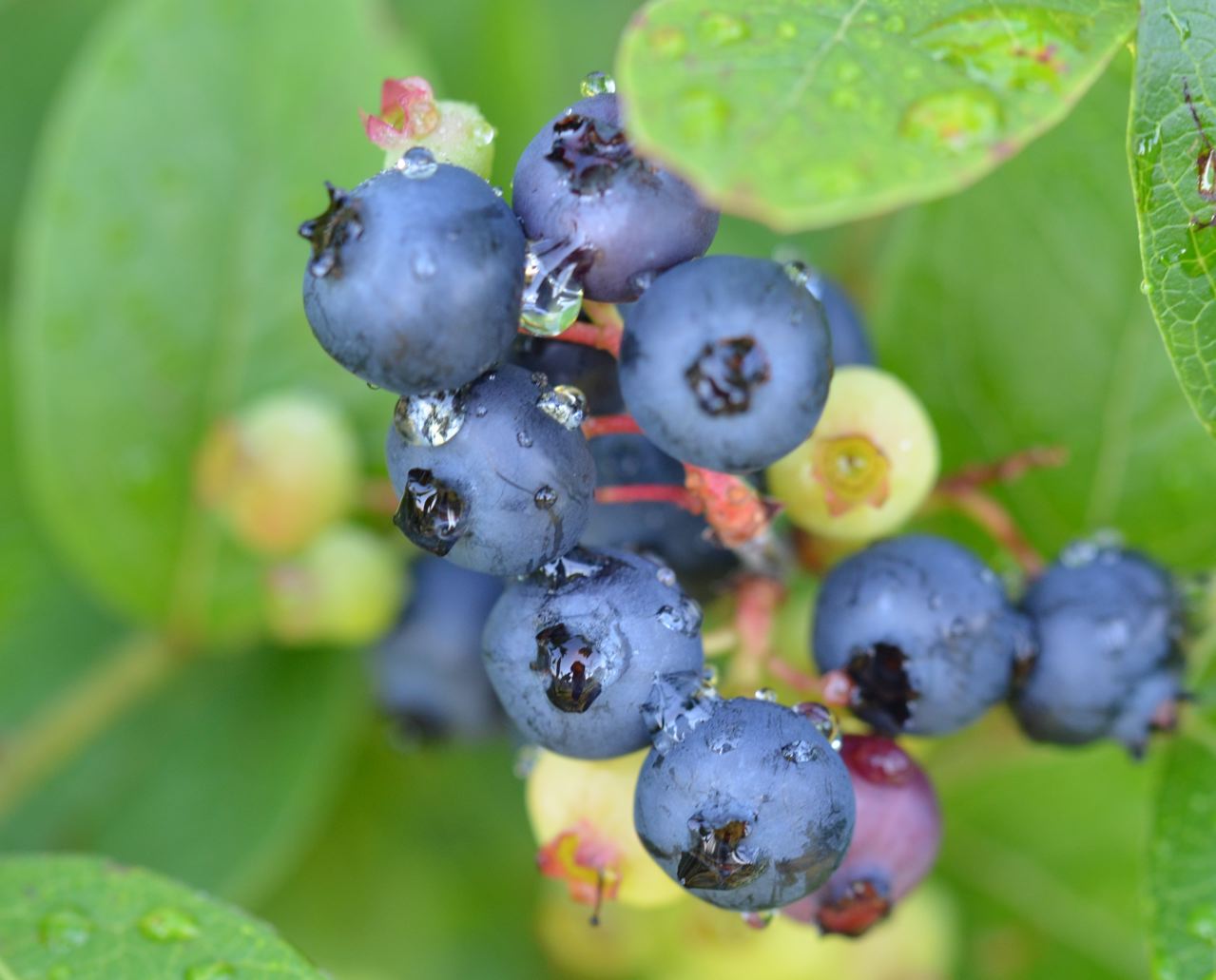 Looking Back Wildly Native Highbush Blueberries Flowers to Fruit ...