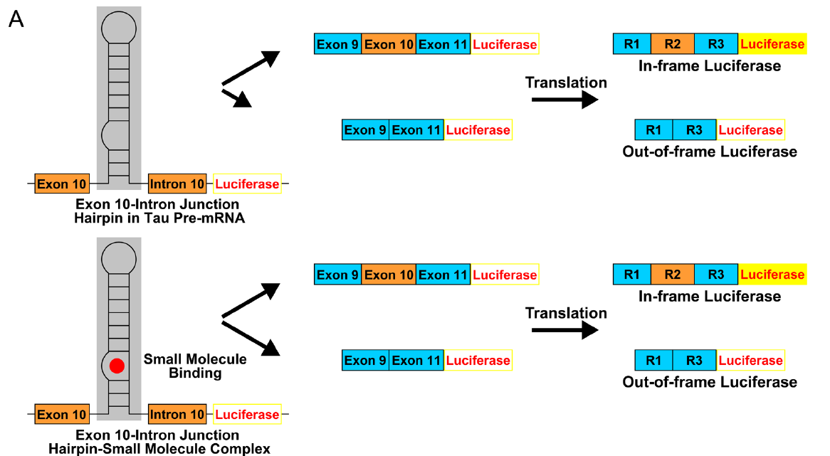 Small molecules directly target Tau Pre-mRNA and affect splicing events