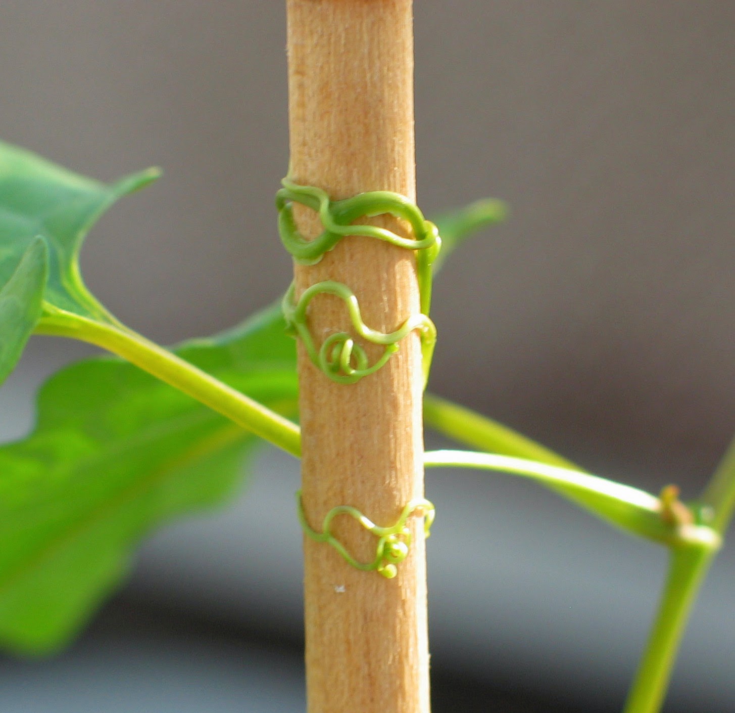 Knowledge Class: Movement in Plants