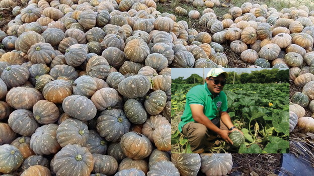 Berita TV Malaysia: Tips Menanam Labu Manis Potensi Pendapatan Labu ...