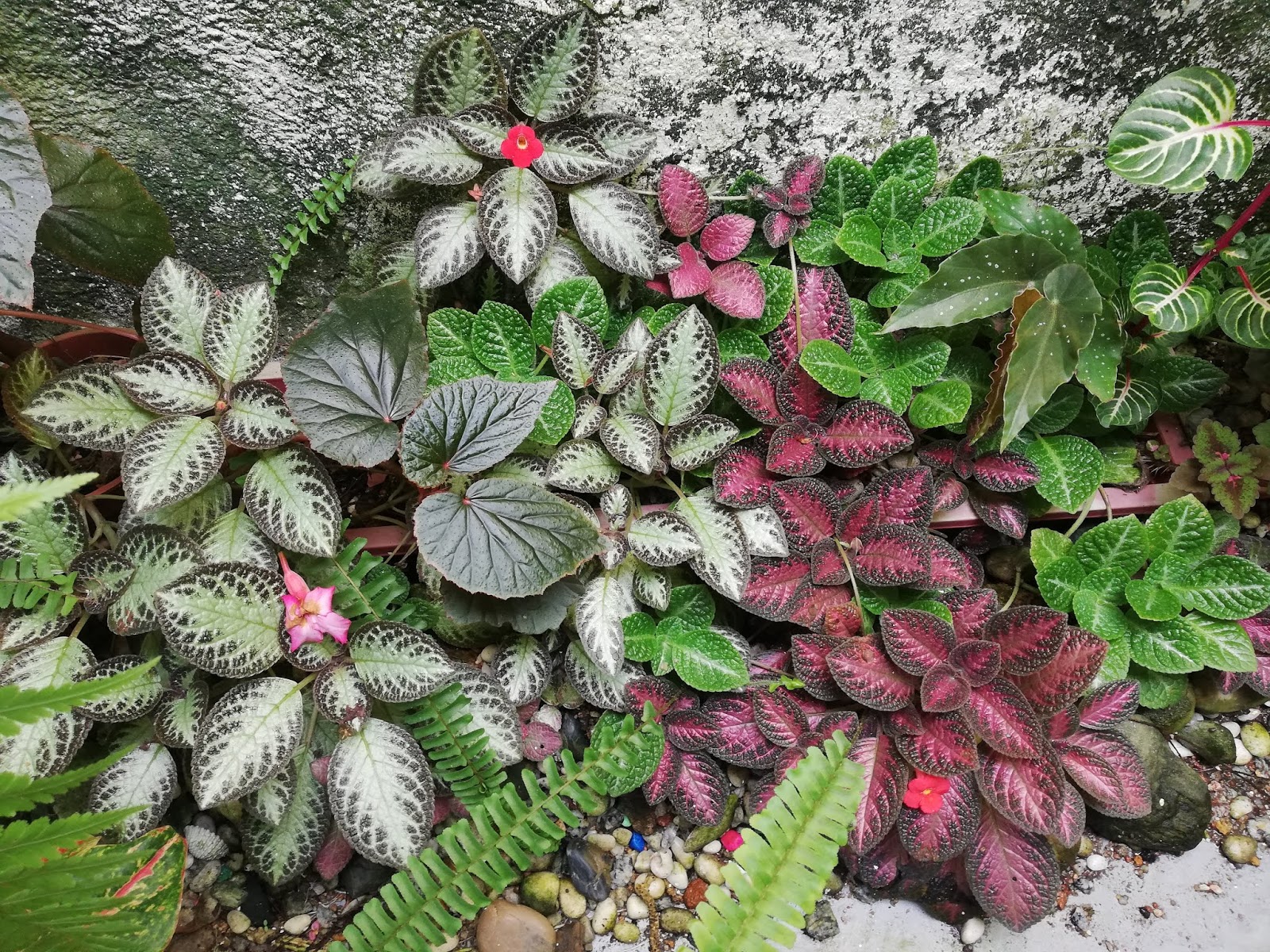 Garden Chronicles of James David: How to Care & Cultivate Episcia