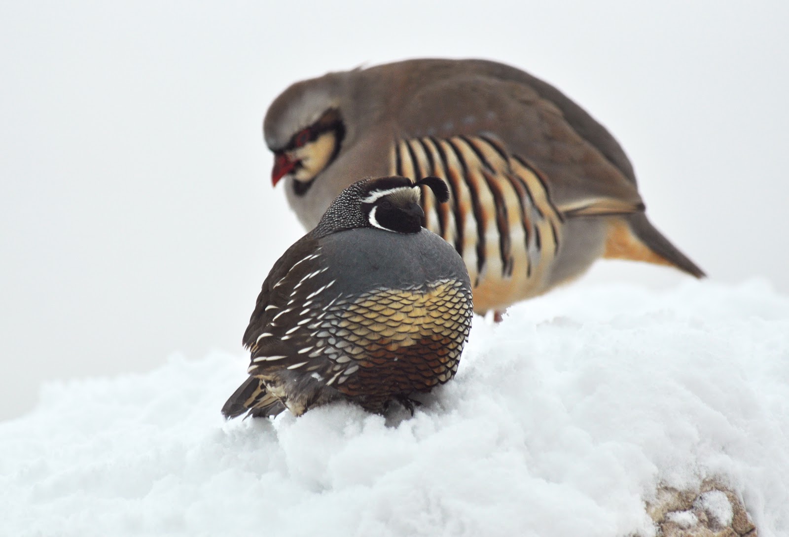 Utah Birders | Birding Blog, Utah Birds, Utah Birding, Utah Bird ID ...