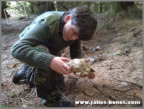 Six common myths about bone collectors : Jake's Bones