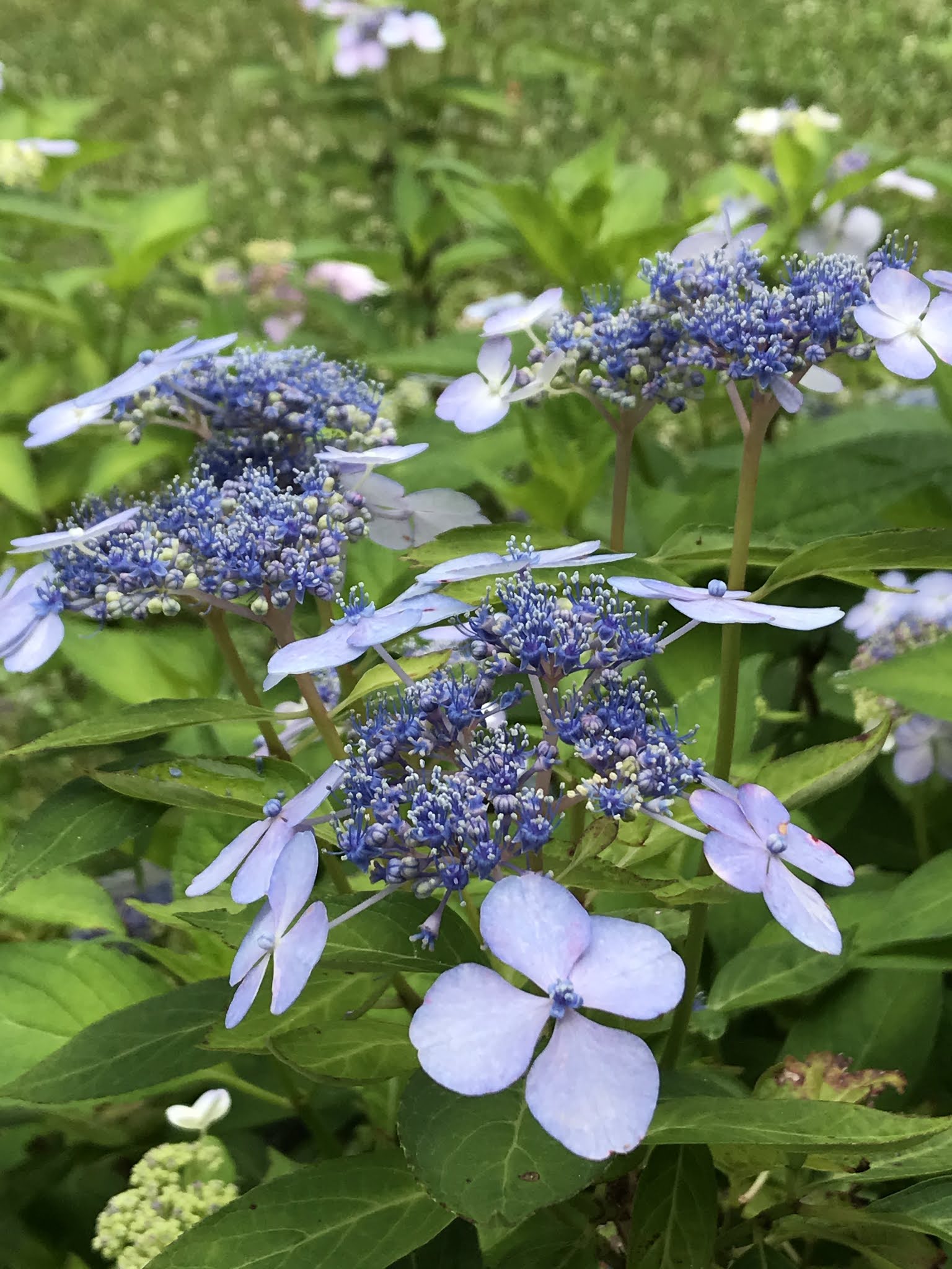 Content in a Cottage: My Lacecap Hydrangea