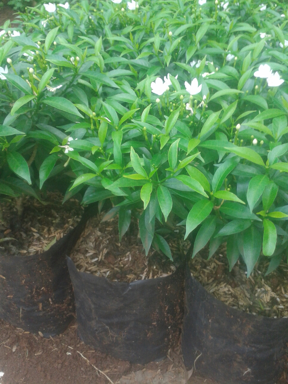 Jual Pohon Rembosa Mini Harga Murah | tukang taman