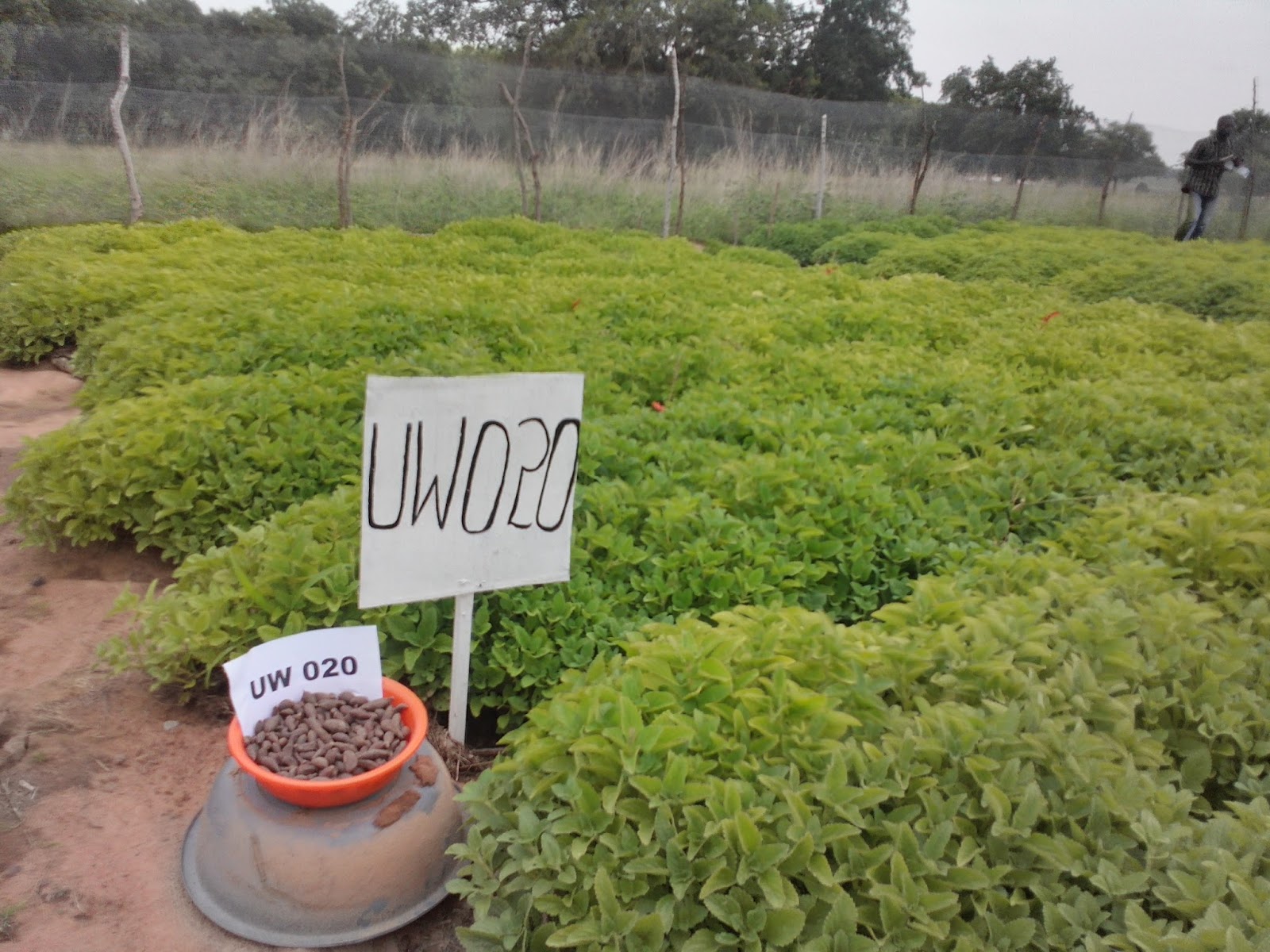 UNTAPPED UPPER EAST REG.: Proposed Frafra Potato Genotypes release ...