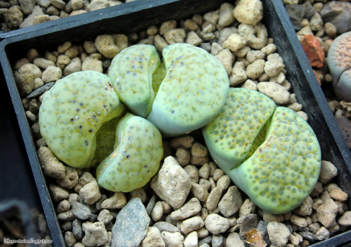 Lithops Stories Lithops Don t Waste Time 5 Pics lithops-stories-lithops-don-t-waste-time-5-pics
