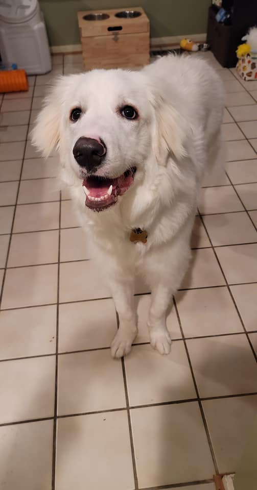 Larawan Ng Alagang Aso At Kanyang Amo | dekanyang