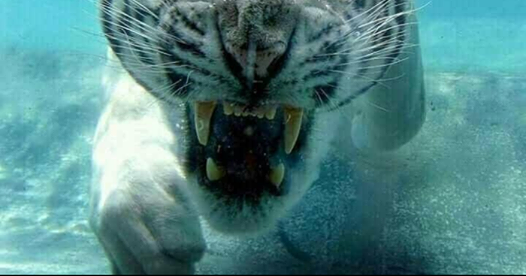 Fearful Scene Shoot - Afuni's Knowledge Hub