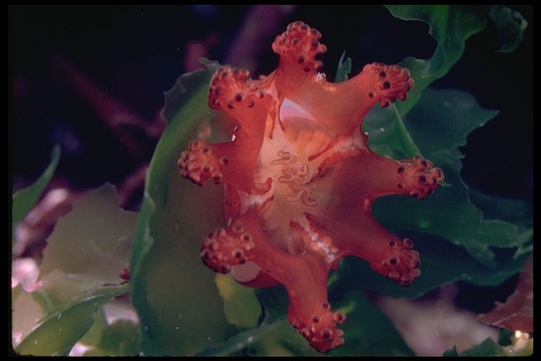 Real Monstrosities: Stalked Jellyfish