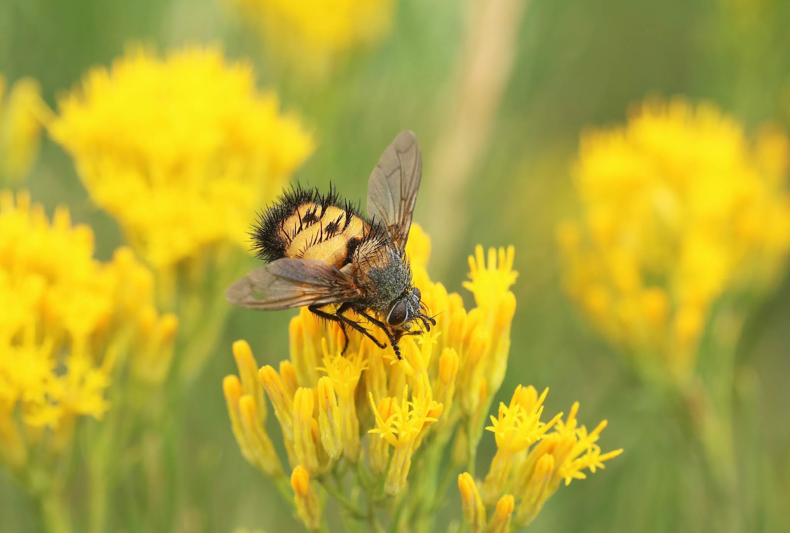 MObugs: Colorado Insects----Hedgehog Fly