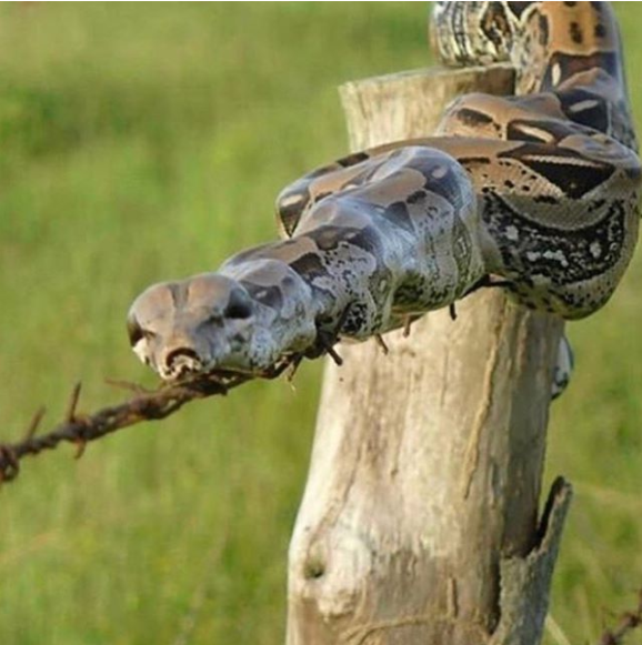 Snake on barbed wire fence