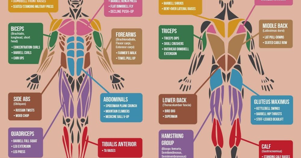 TASK 1. Muscle development. ~ PE tamixa
