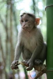 Coorg,awaken the wildlife within you: Animals