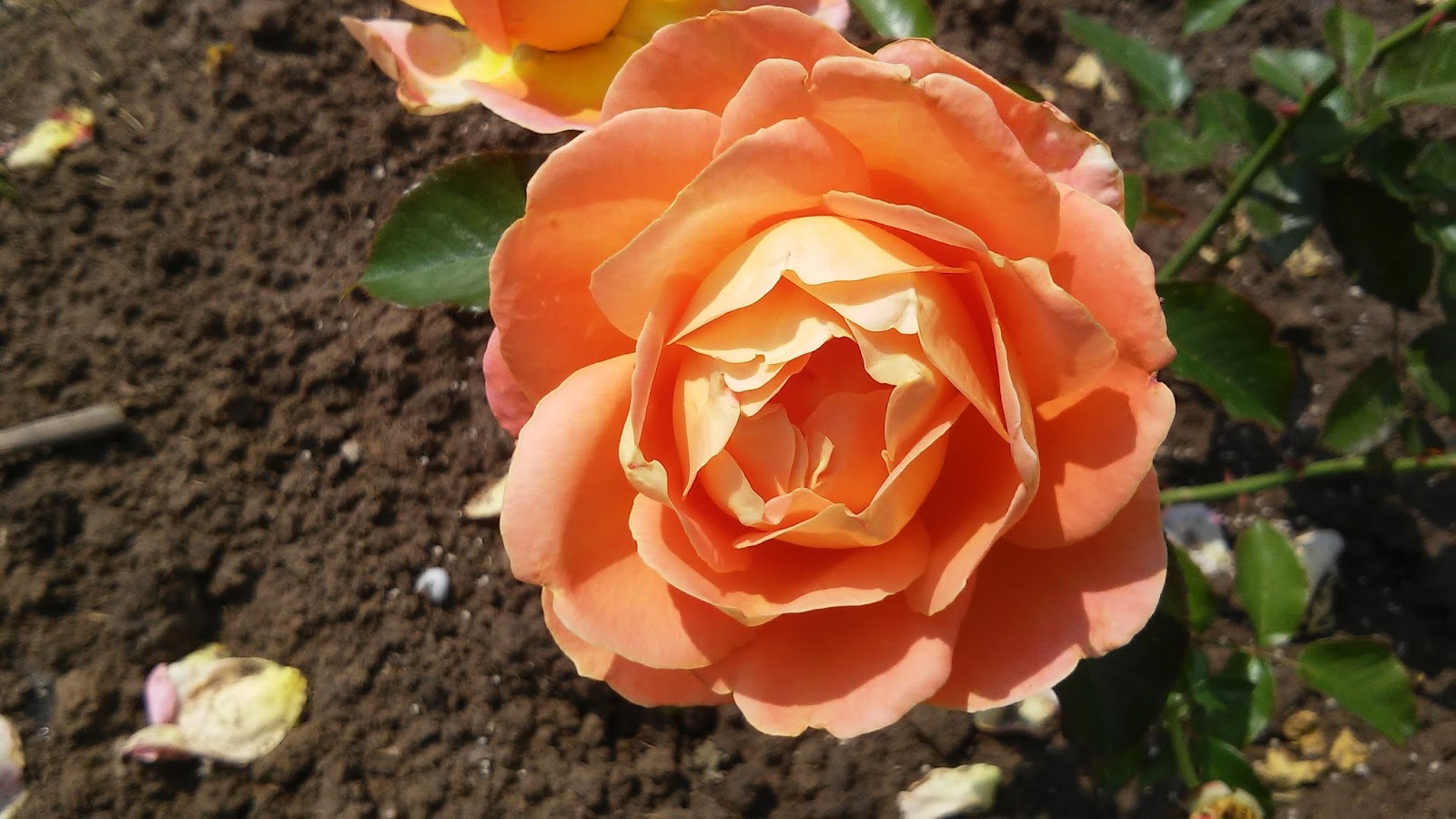 Ranczo Elma: Róża (Rosa) Alpine Sunset