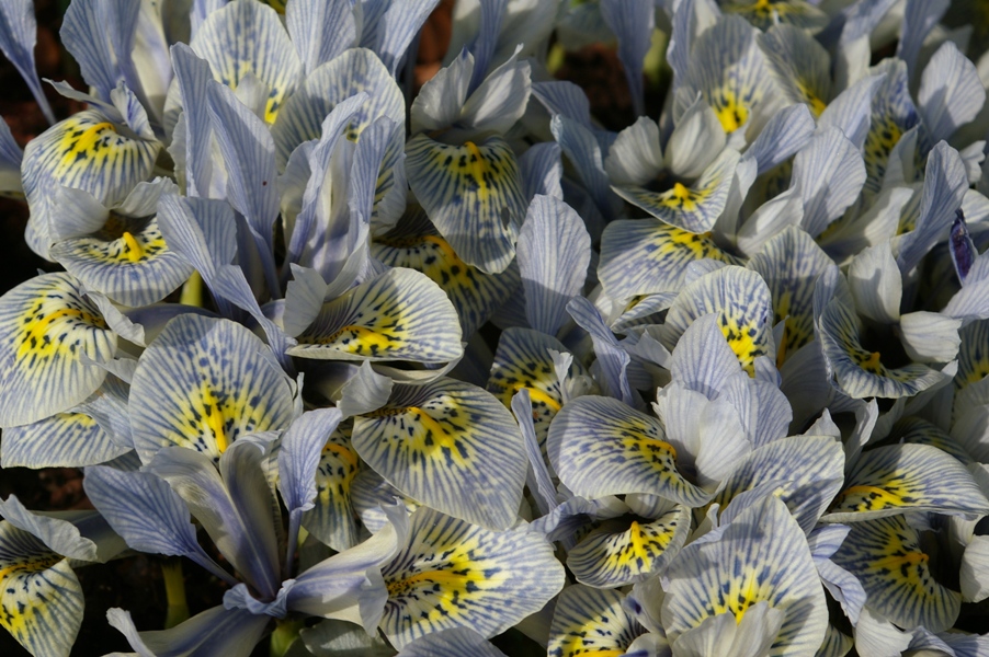 John Grimshaw's Garden Diary: Not just a snowdrop garden