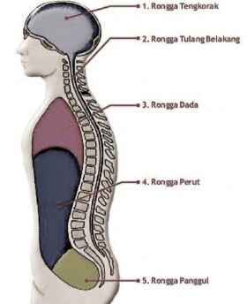 Rongga tubuh manusia: