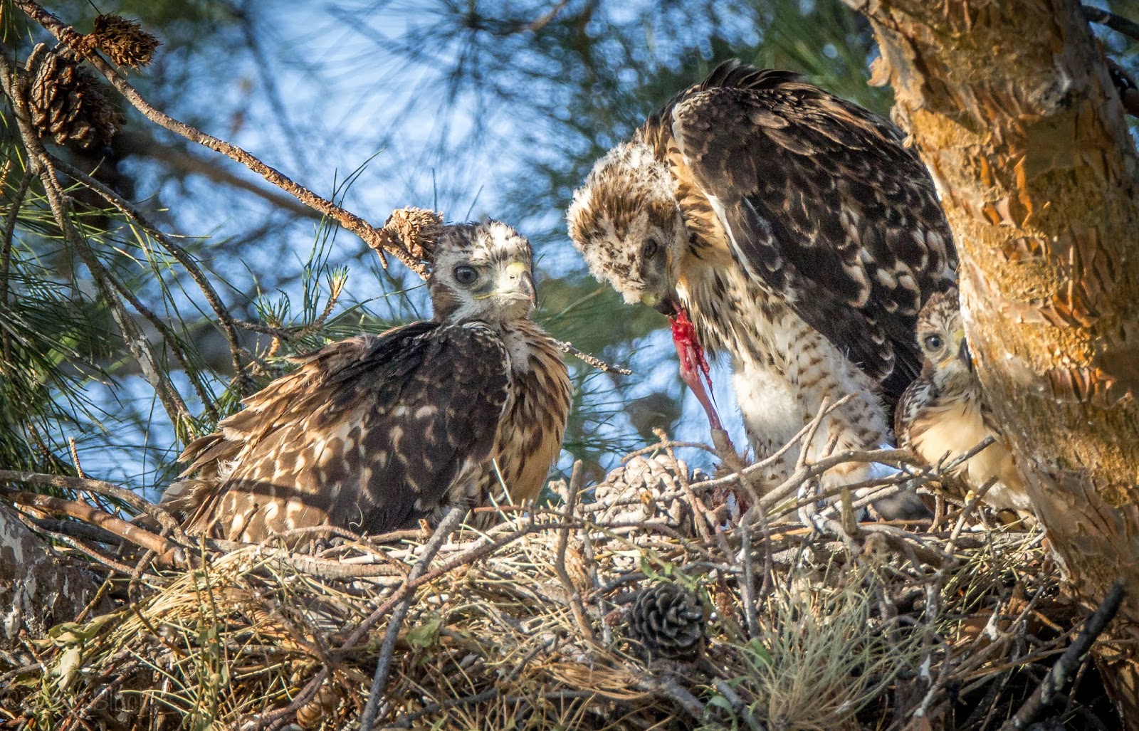 Feather Tailed Stories