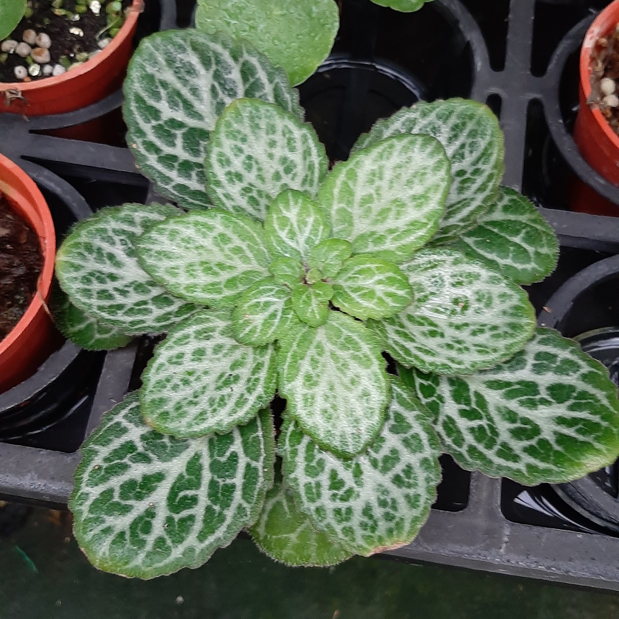 Pirate's Playground: Easy Primulina