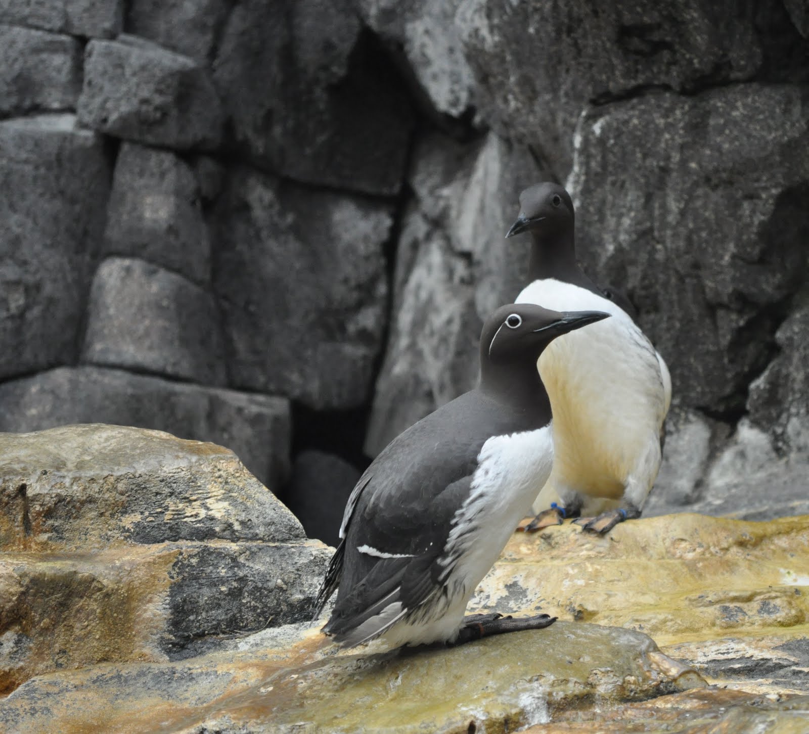 ZOOTOGRAFIANDO (6.100 ANIMALS): ARAO COMÚN / COMMON GUILLEMOT (Uria aalge)