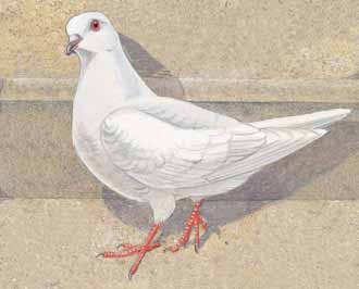 Mis amigas las palomas: TIPOS DE PALOMA según su plumaje