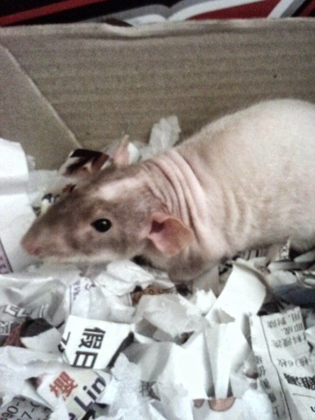 Caring Creations: What you should know about double rex rats