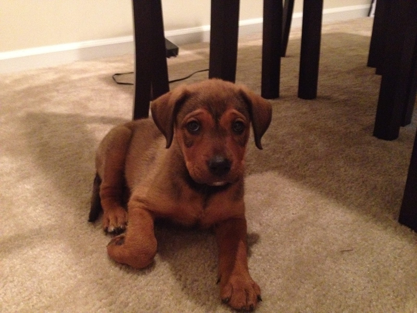 My Pitweiler Rides Shotgun: The Pitweiler Puppy